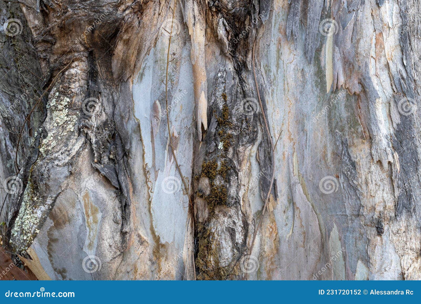 Eucalyptus Tree Trunk, Background or Texture Stock Photo - Image of ...