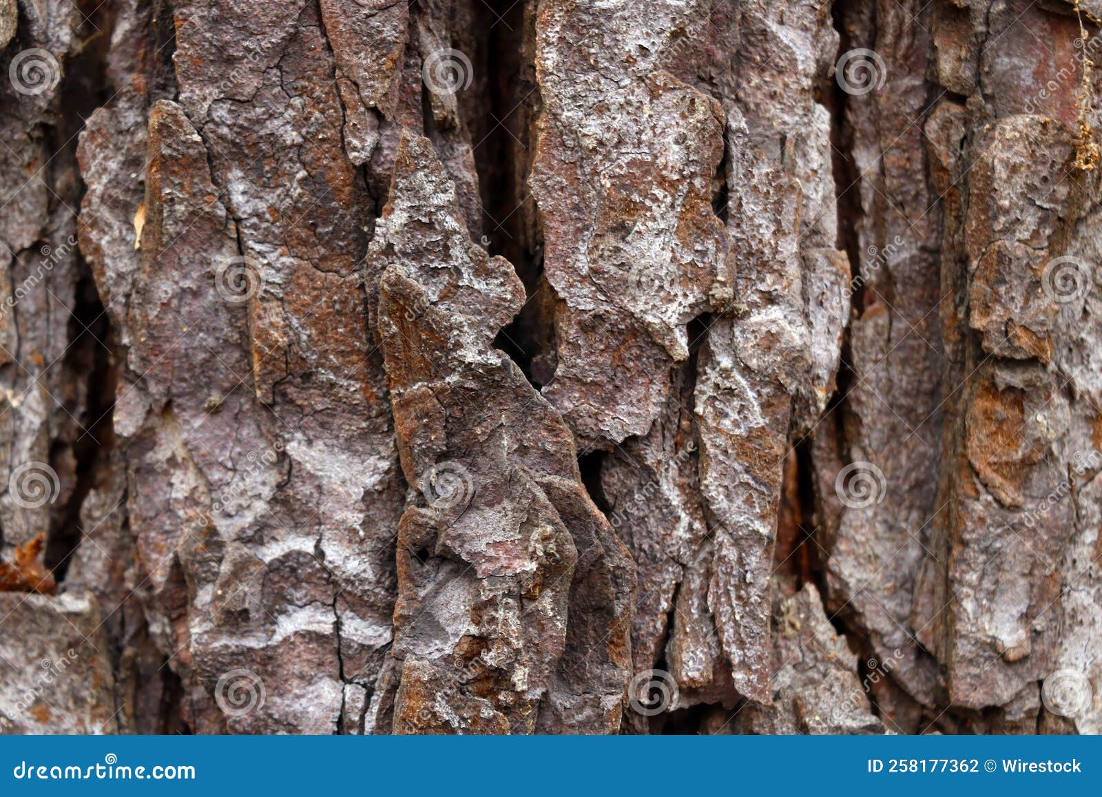 Bark Trunk of a Large Tree, Background, Texture Stock Photo - Image of ...