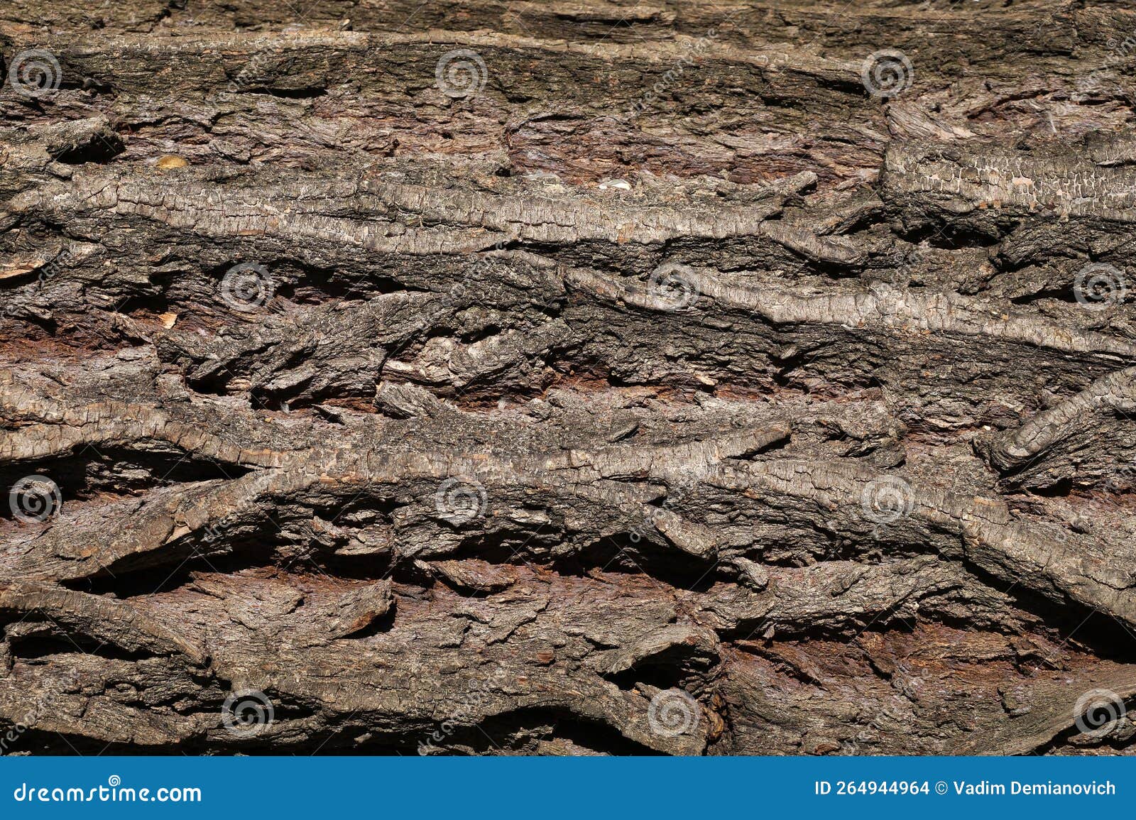 Bark on the Trunk of a Large Tree Stock Photo - Image of tree, nature ...