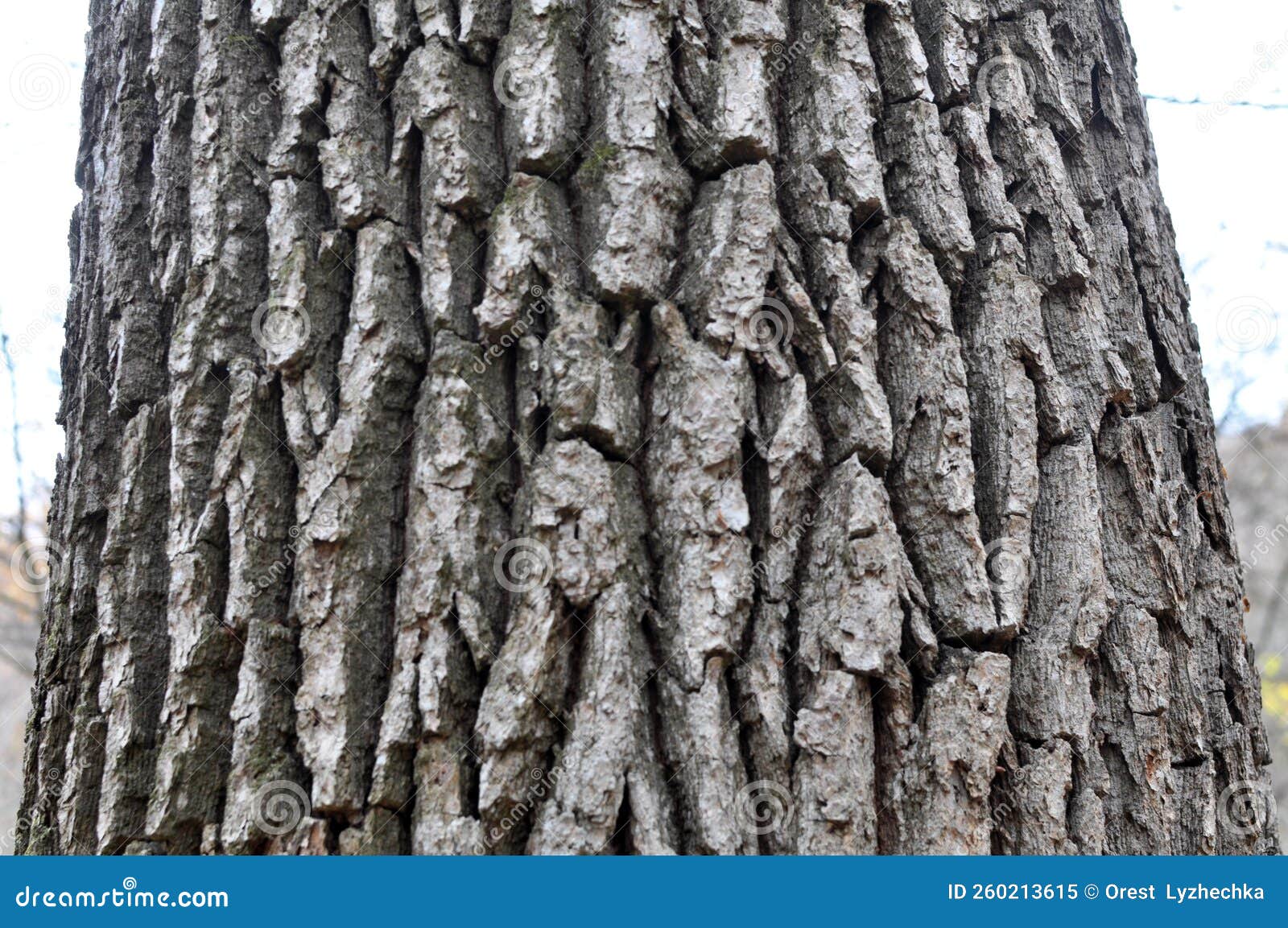 Bark on an oak trunk stock image. Image of lumber, detail - 260213615