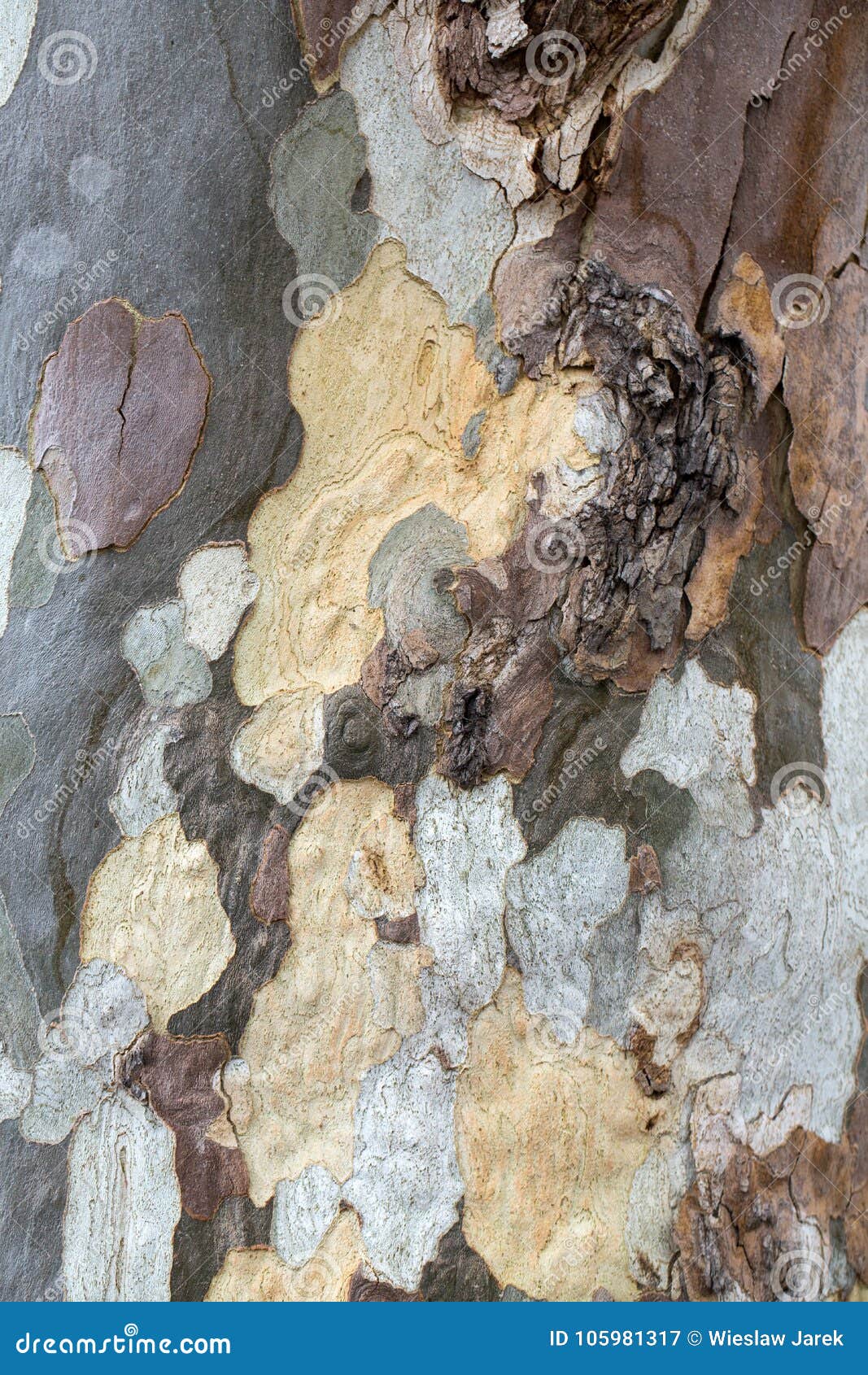 Bark and Trunk of a London Plane Tree Stock Image - Image of platanus ...