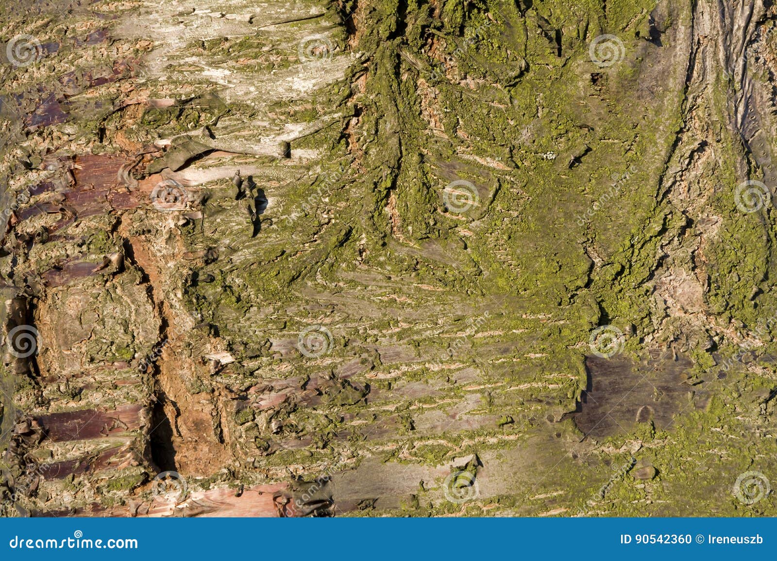 Bark on the Trunk of an Old Cherry Tree.Details.Texture. Stock Photo ...