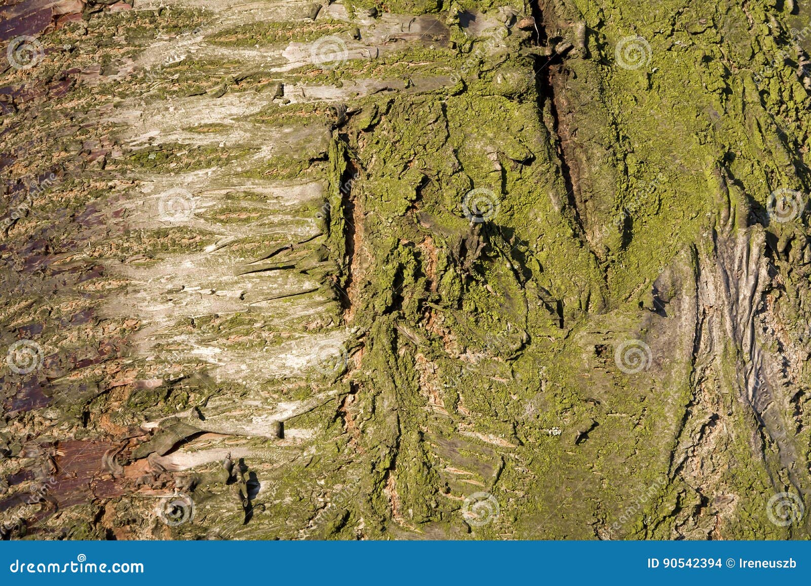 Bark on the Trunk of an Old Cherry Tree.Details.Texture. Stock Photo ...