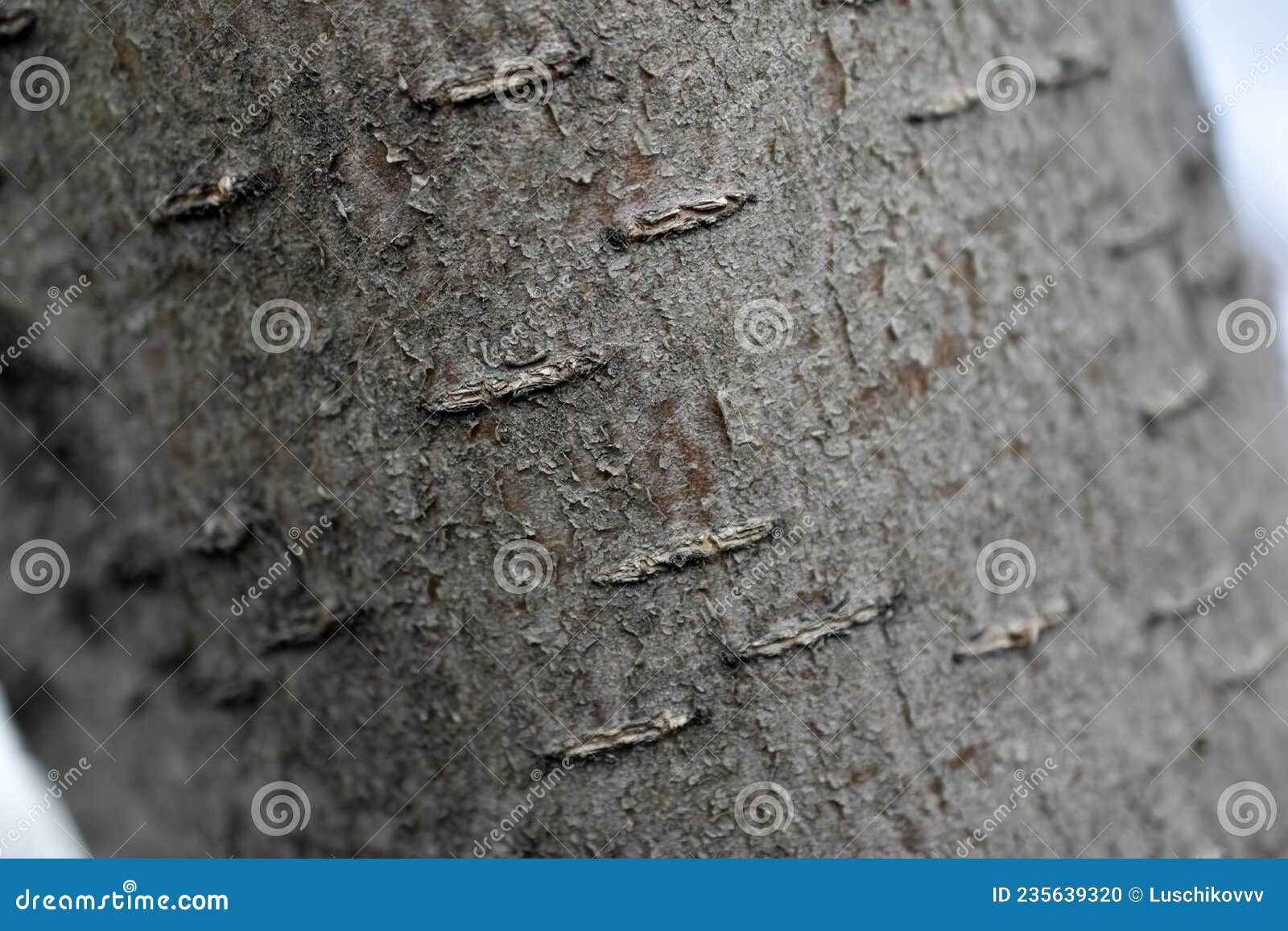 Bark and Trunk of Red Mountain Ash Stock Photo - Image of ecology ...