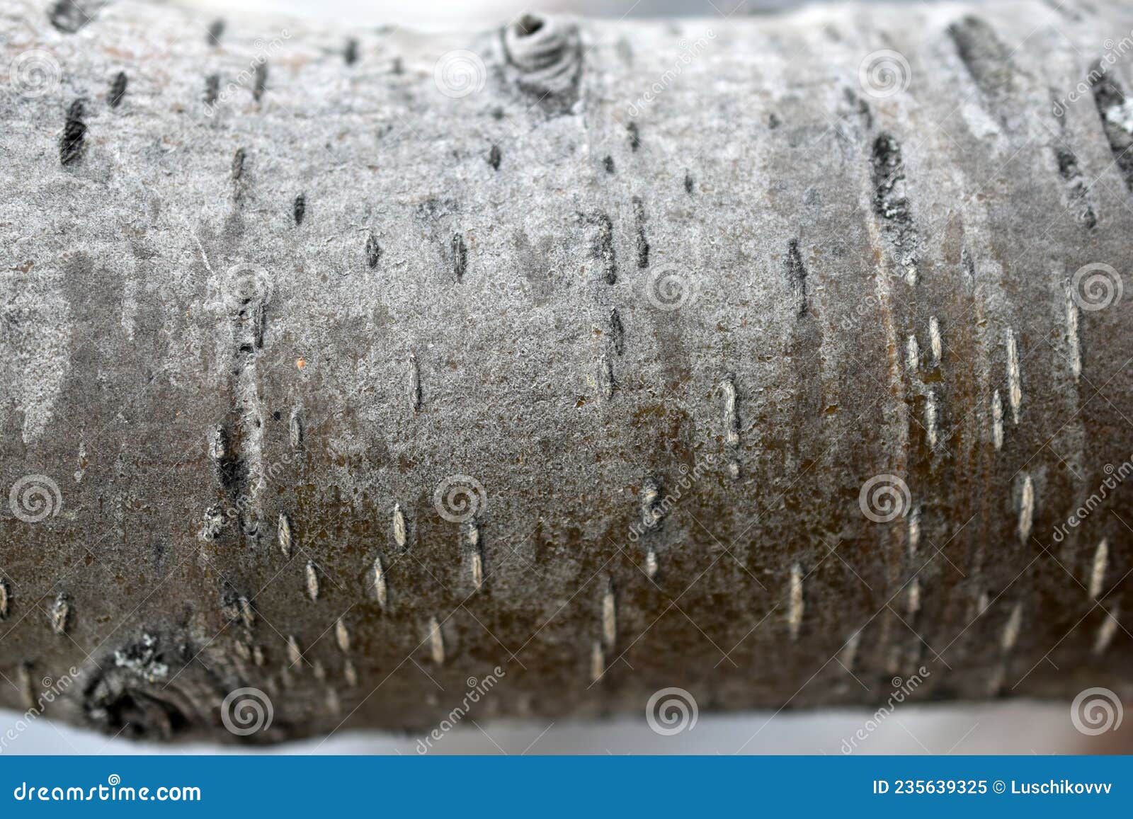 Bark and Trunk of Red Mountain Ash Stock Image - Image of branch ...