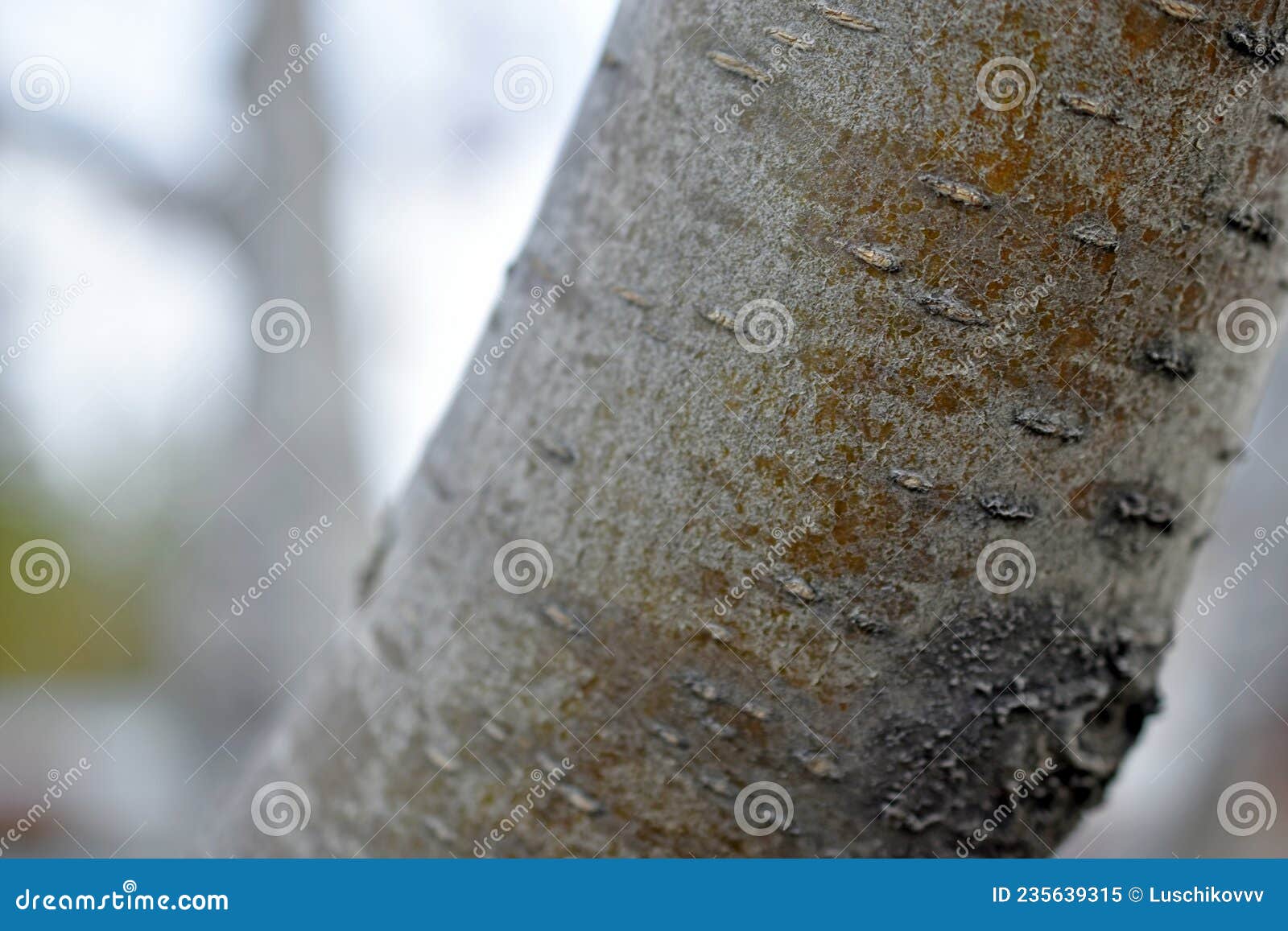 Bark and Trunk of Red Mountain Ash Stock Image - Image of outdoor ...