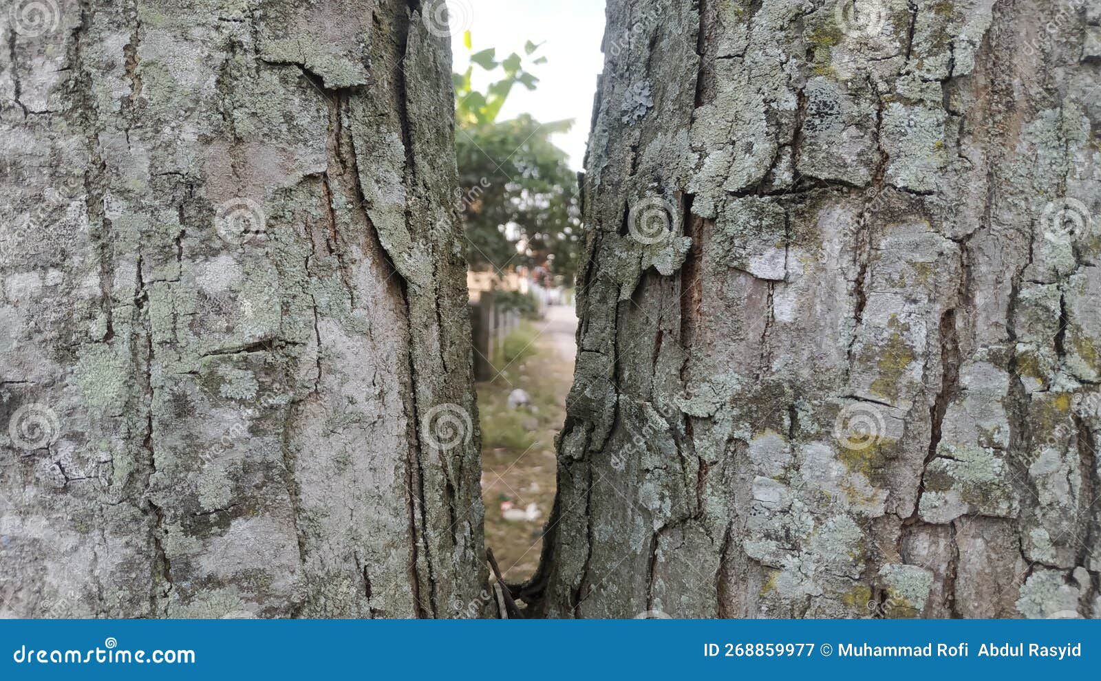 The Bark of Two Tree Trunks Joined Together Stock Image - Image of ...