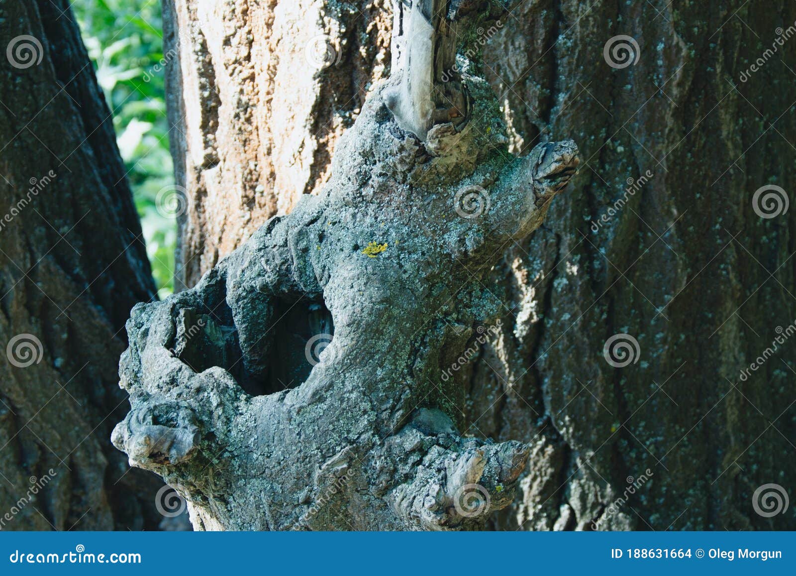 Bark with Unusual Patterns. Tree Bark Texture. Interesting Patterns on ...