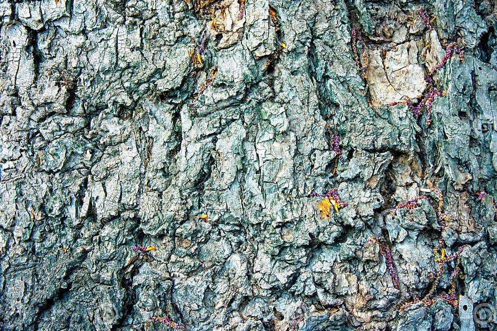 Bark with Unusual Patterns. Tree Bark Texture.Interesting Patterns on ...