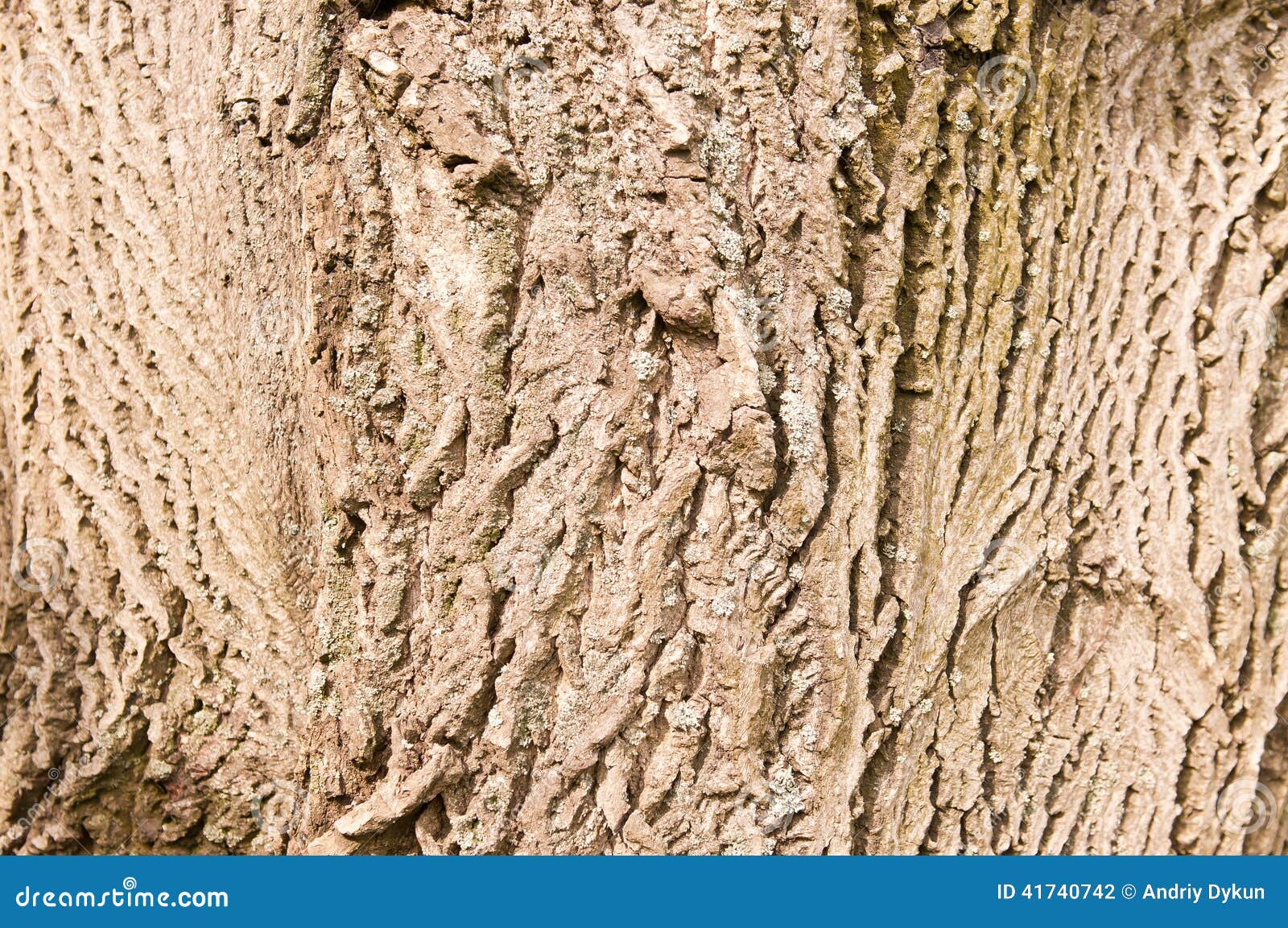 Bark of walnut tree stock photo. Image of abstract, brown - 41740742