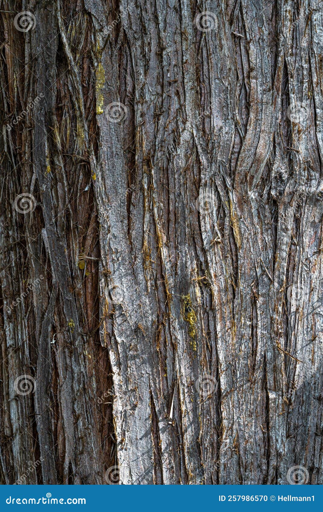 Bark of a Western Cedar Tree Stock Photo - Image of western, leaf: 257986570