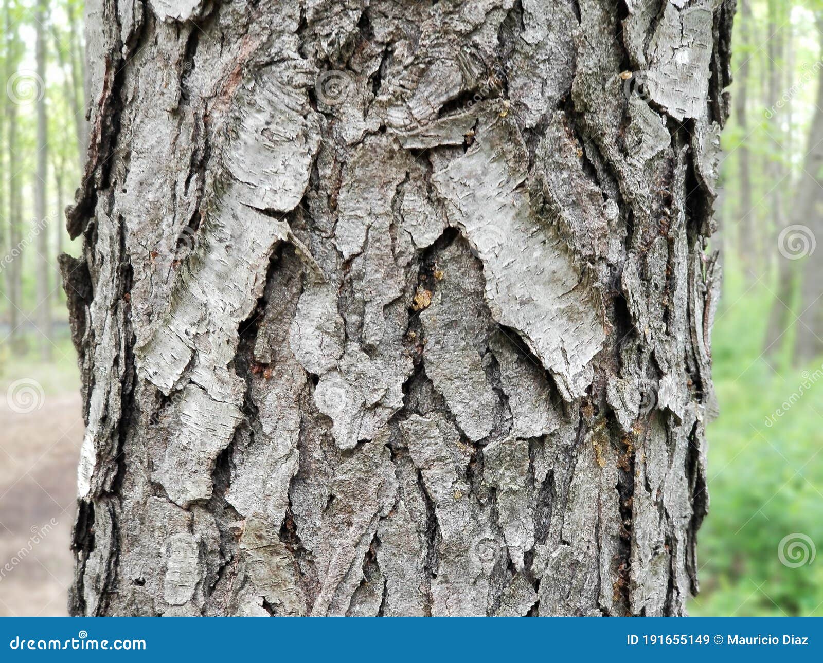 Dry Oak Bark On A White Background. Quercus Cortex. Quercus Robur ...
