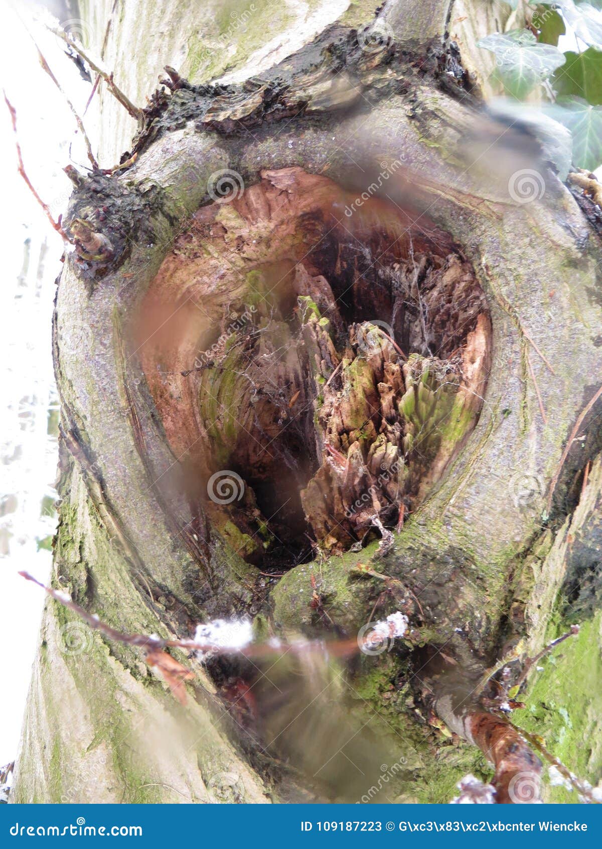 Rimmed Knothole Stock Photos - Free & Royalty-Free Stock Photos from ...