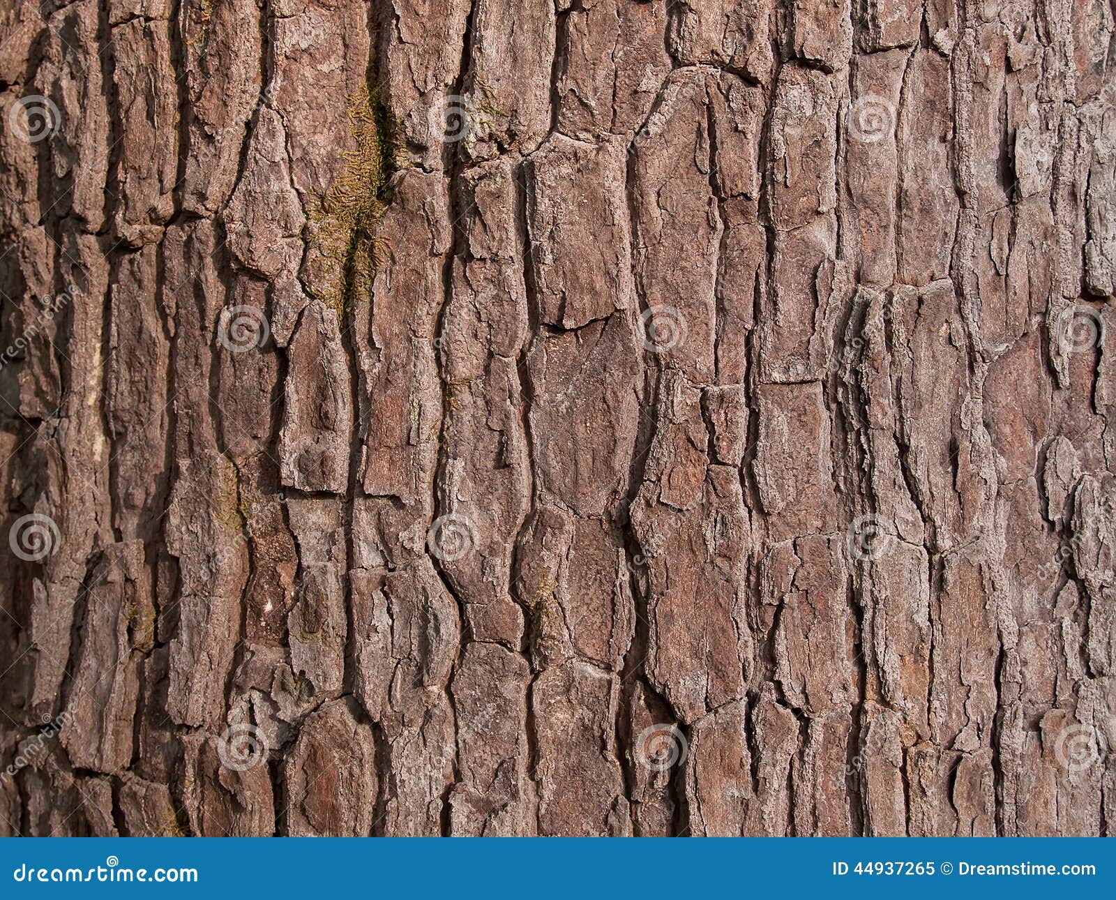 The bark of the wood stock image. Image of trunk, textured - 44937265