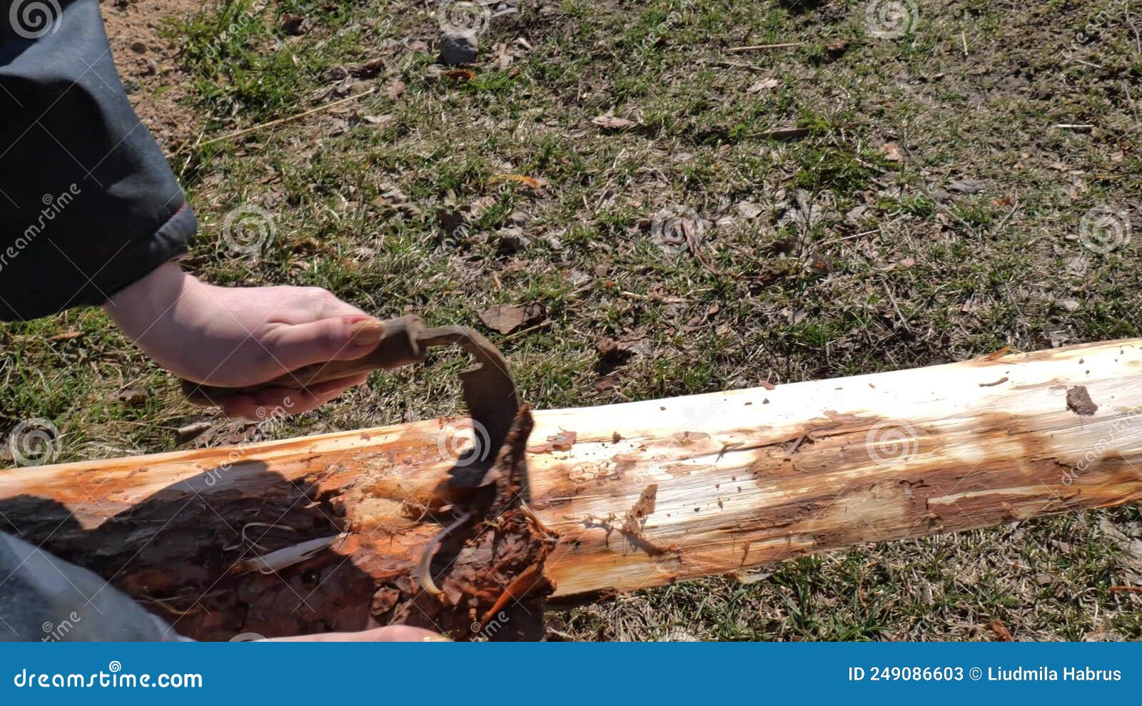Bark of Wood. Removing Bark from Wood in the Old Manual Way in the ...