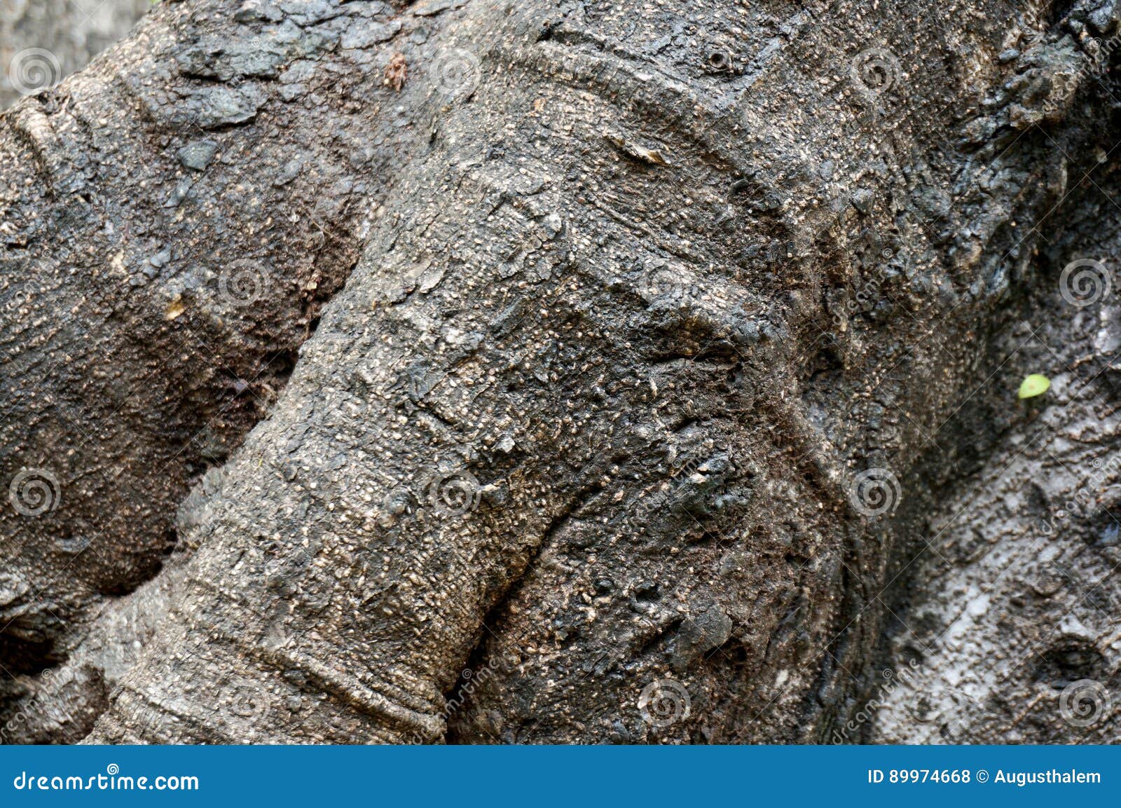 Bark Wood of Root of Tree Texture Stock Photo - Image of hard, aged ...