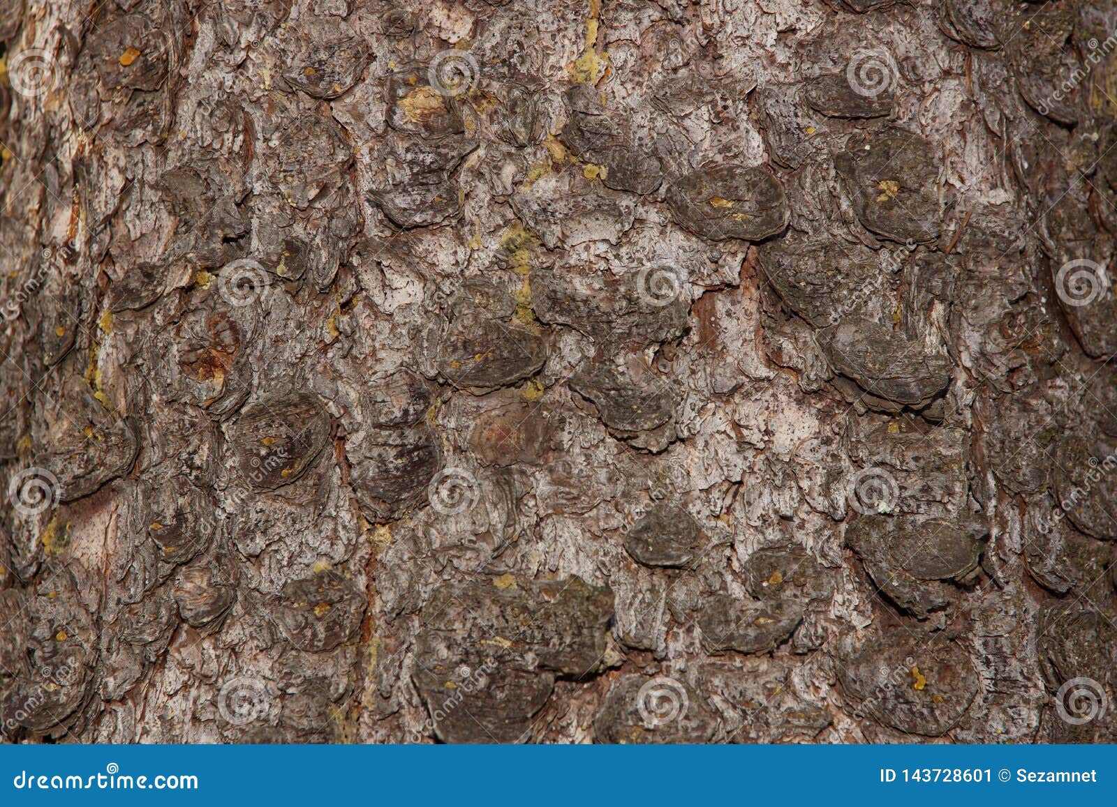 Bark of a Young Spruce Texture Background Close-up Stock Image - Image ...