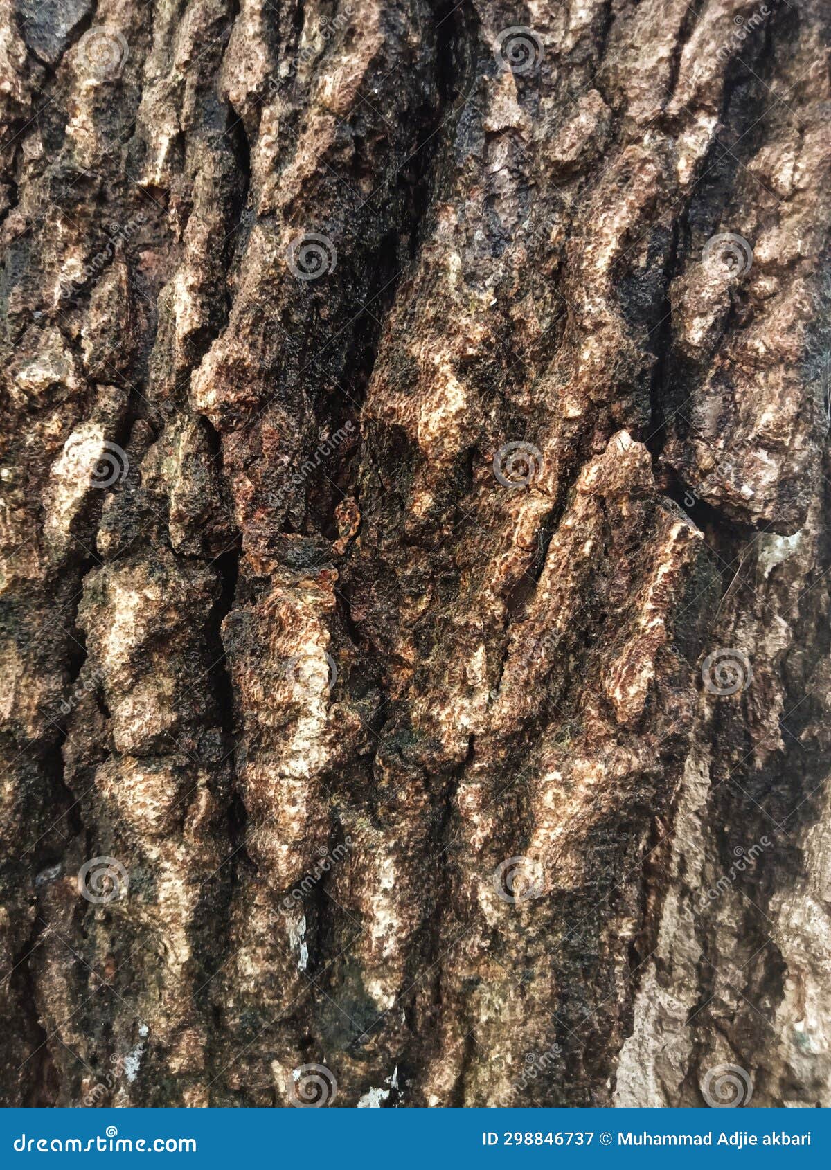 The Bark of Young Trees is Brown. Stock Image - Image of beautiful ...