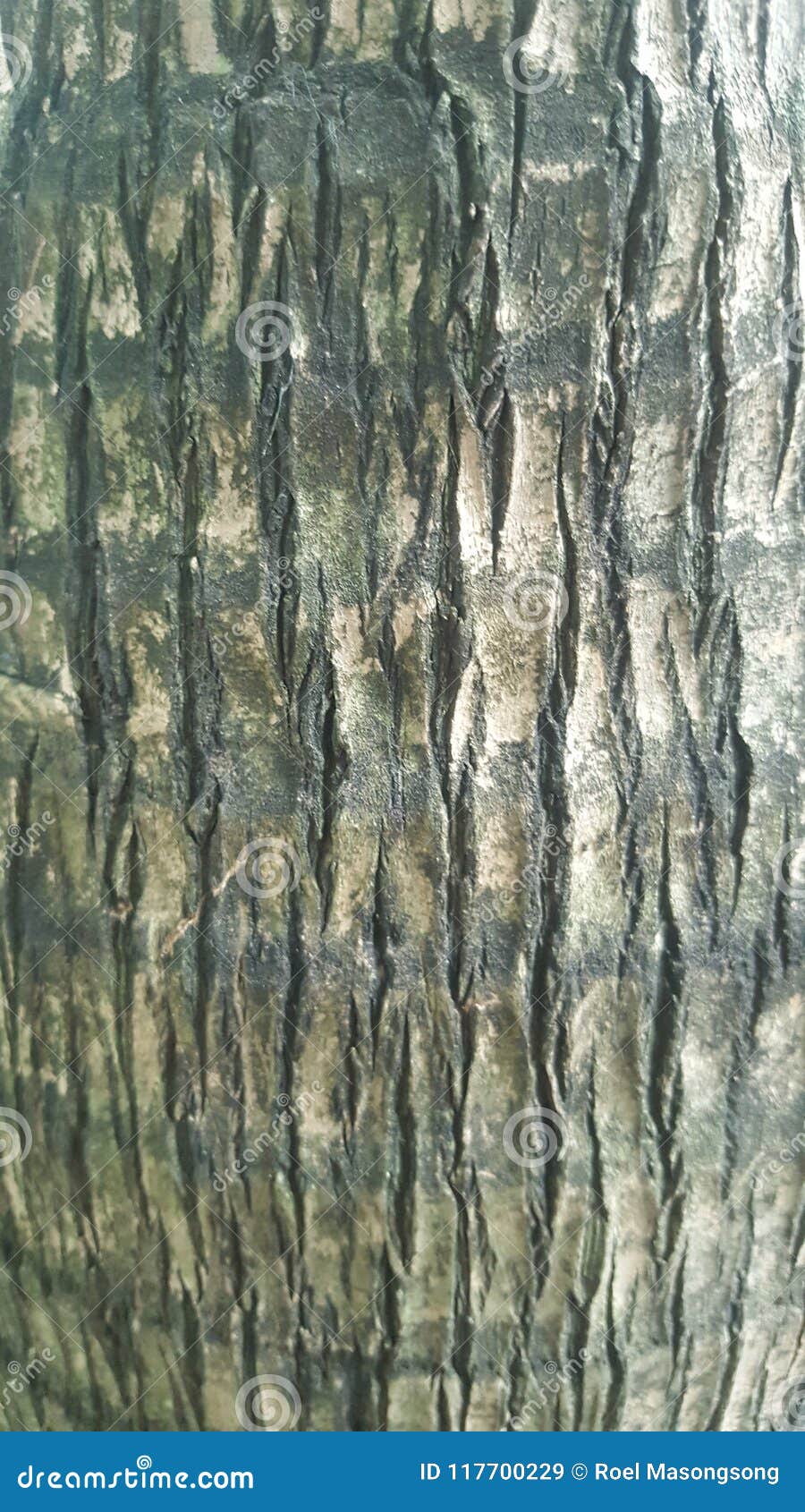 Barke stockbild. Bild von baum, barke, grün, nabel, beschaffenheit ...