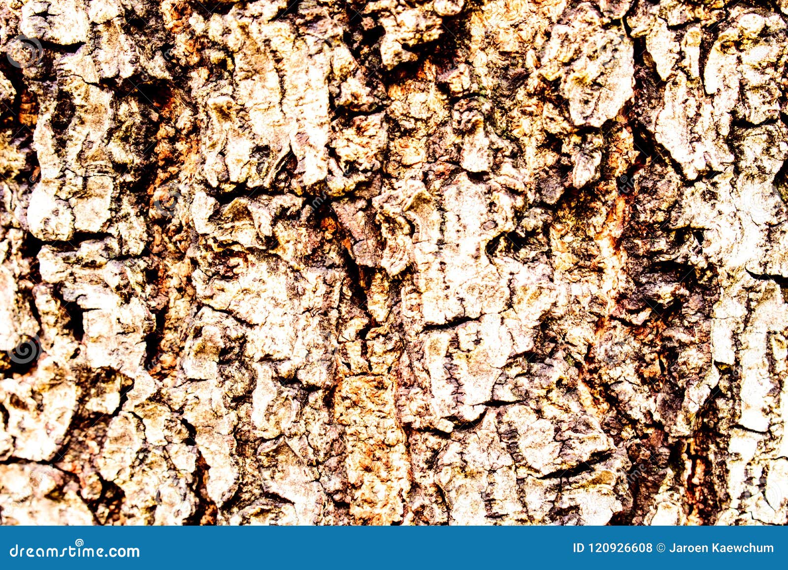 Barke stockfoto. Bild von frech, haut, farbe, oberfläche - 120926608
