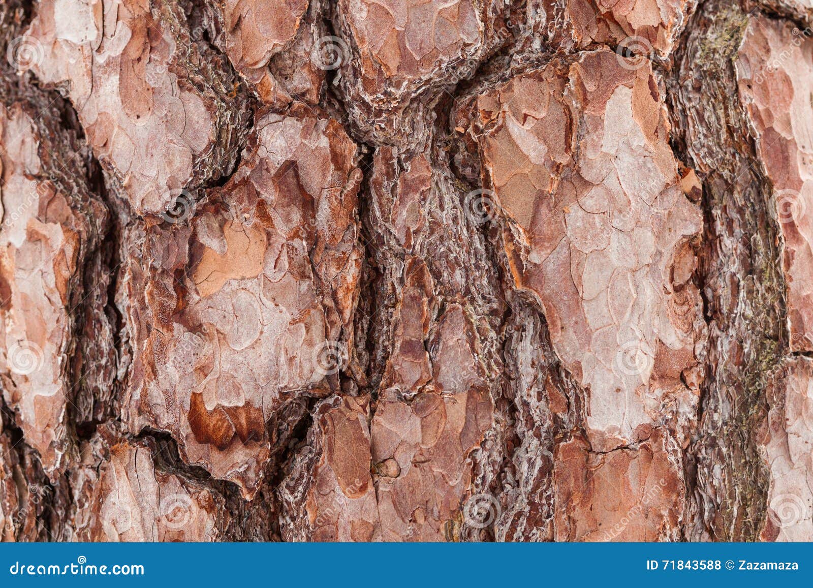 Barke der Kiefers stockfoto. Bild von wald, beschaffenheit - 71843588