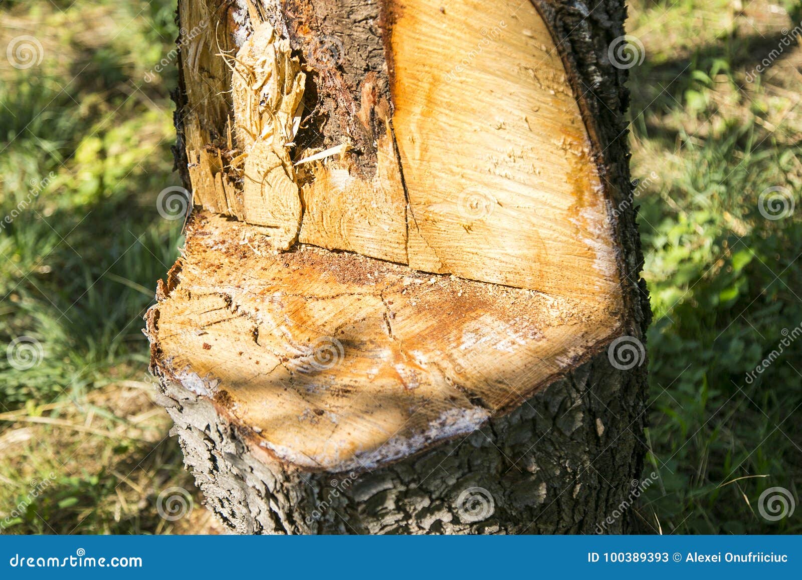 Barke des Baums stockbild. Bild von stein, sonderkommando - 100389393