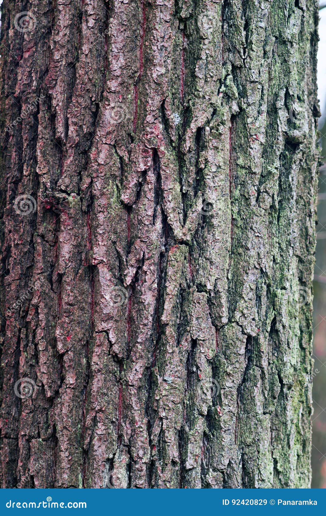 Barke eines alten Baums stockbild. Bild von schön, material - 92420829