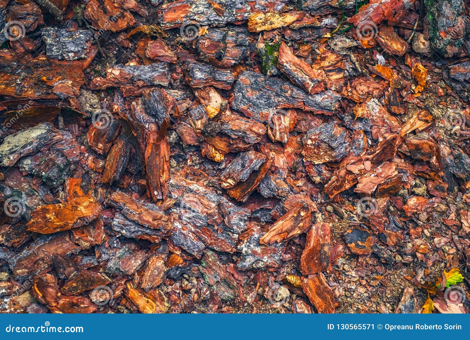 Barked Oak Tree in the Forest Stock Image - Image of brown, background ...