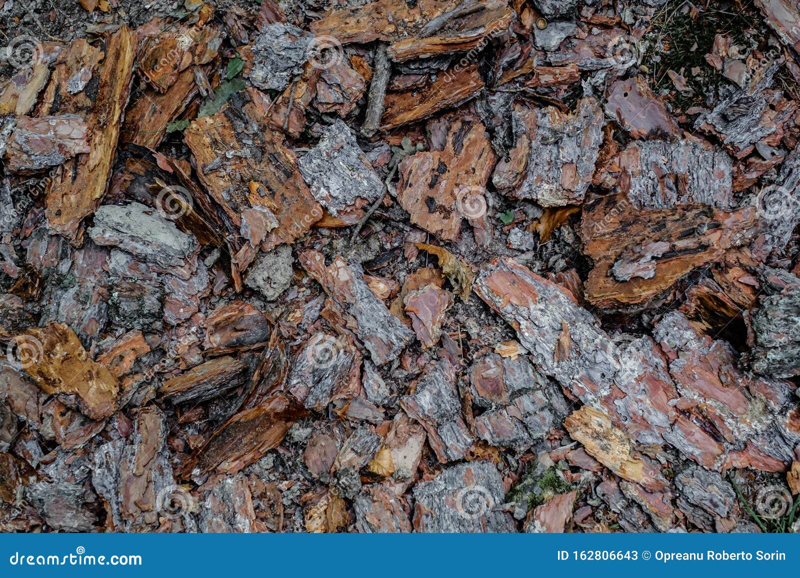 Barked Oak Tree in the Forest Stock Image - Image of green, environment ...