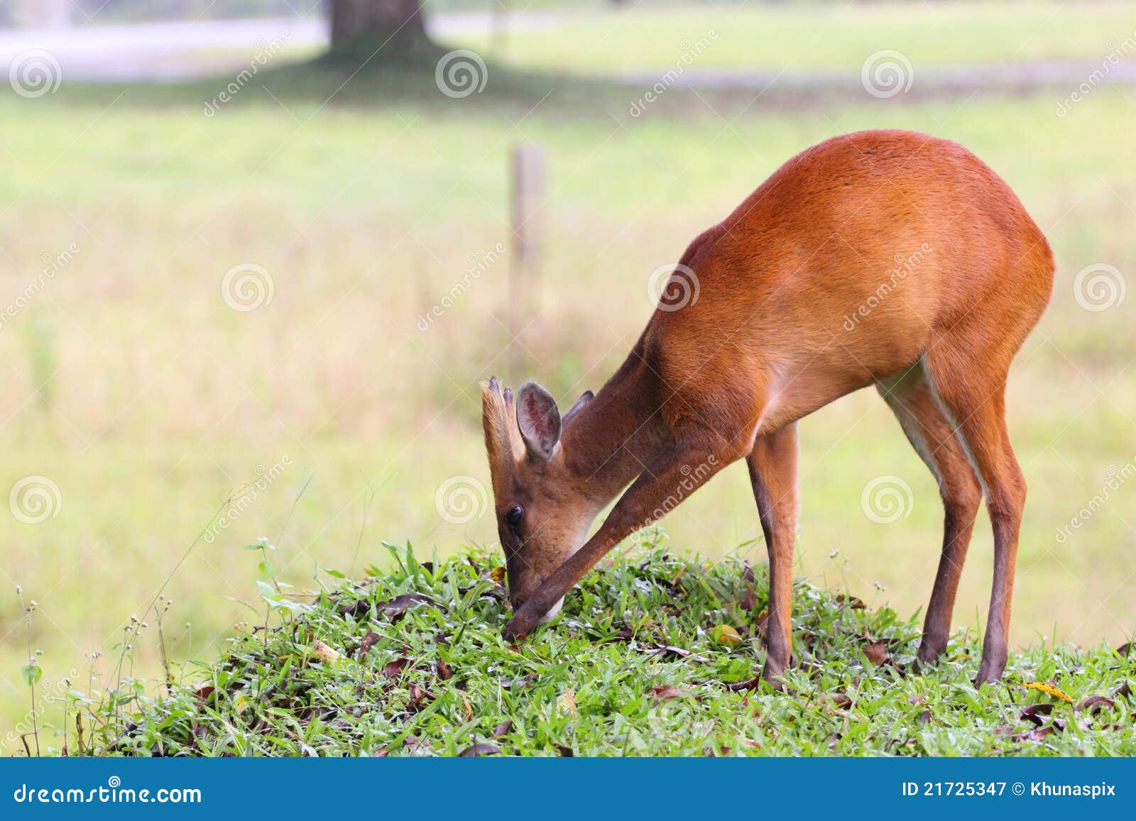 Barking deer stock image. Image of green, mammals, field - 21725347