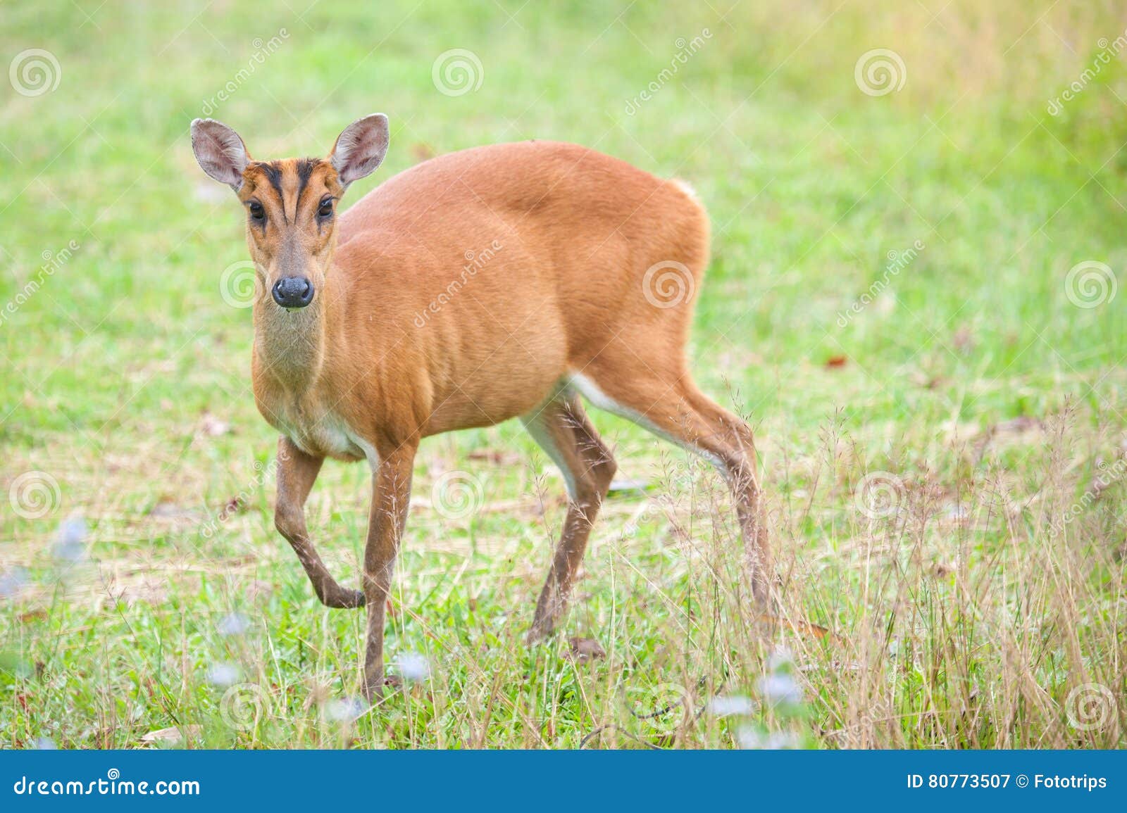 Barking Deer in a Field of Grass ,Khao Yai National Park Stock Image ...