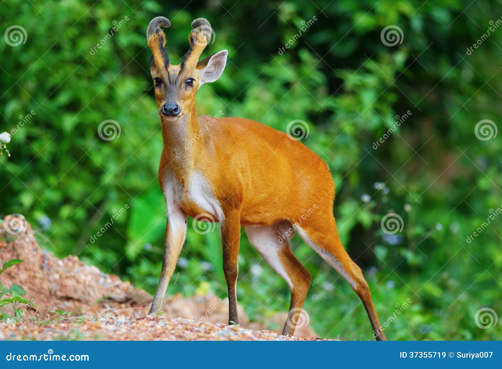 Barking Deer Or Indian Muntjac Or Red Muntjac Or Muntiacus Muntjak An ...