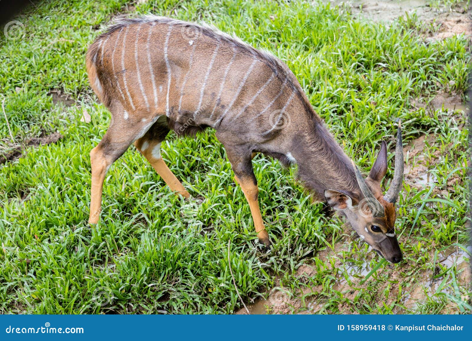 Barking Deer Living in Nature. Barking Deer on the Field Stock Photo ...