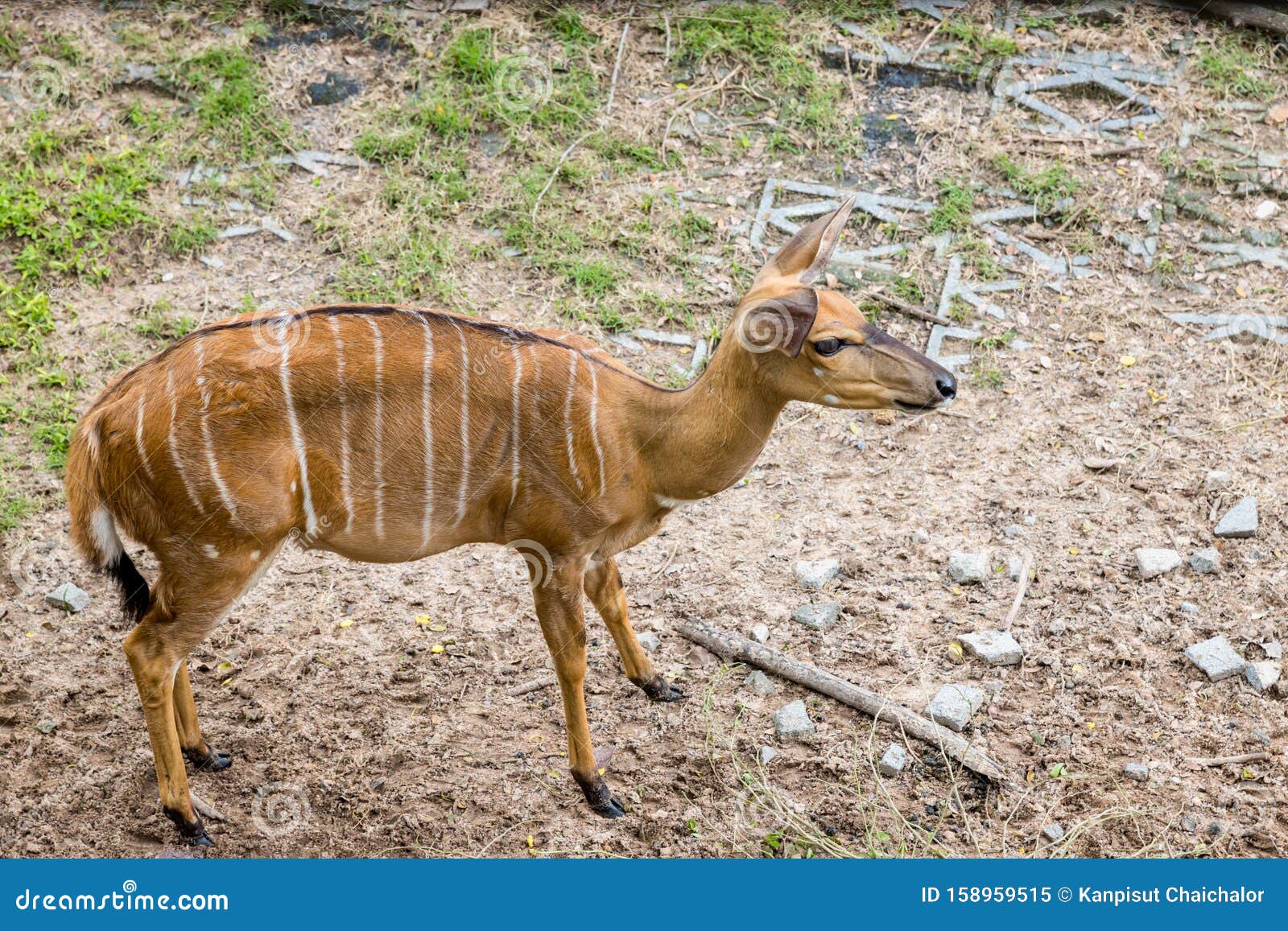 Barking Deer Living in Nature. Barking Deer on the Field Stock Image ...