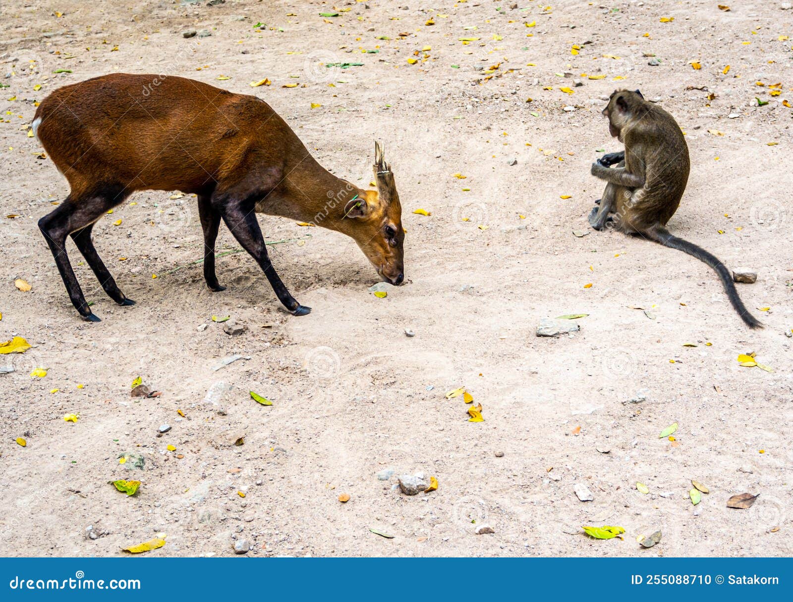 Barking Deer and a Monkey Raised in the Zoo Stock Photo - Image of ...
