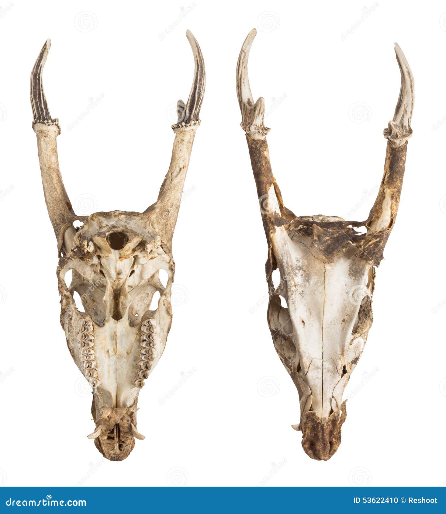 Barking Deer Or Indian Muntjac Or Red Muntjac Or Muntiacus Muntjak An ...