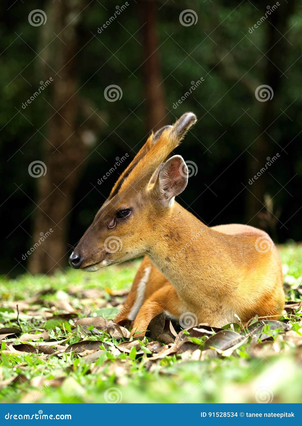 Barking Deer stock photo. Image of wildlife, wild, deer - 91528534