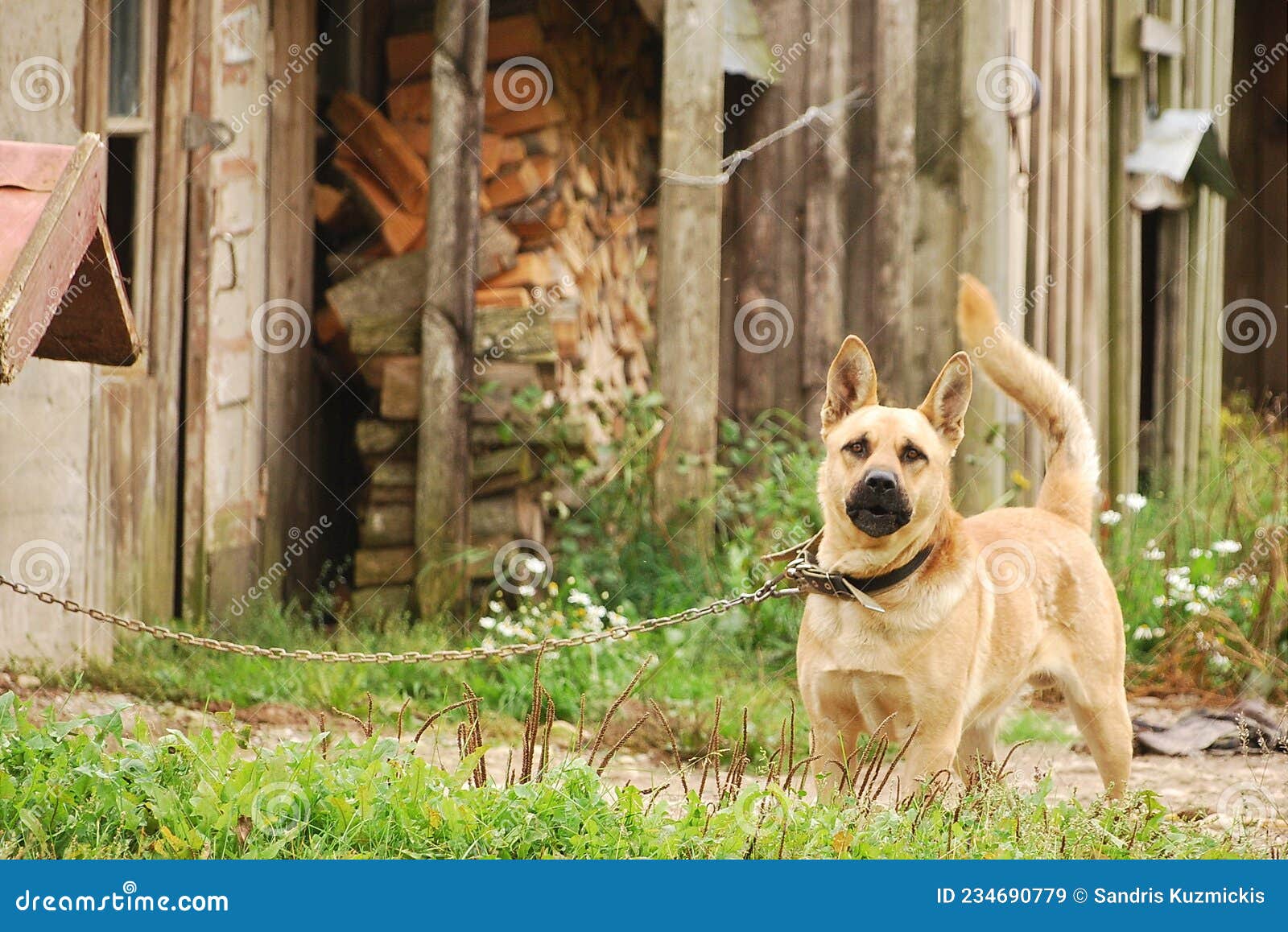 A Barking Dog Tied To a Chain Stock Image - Image of breed, portrait ...