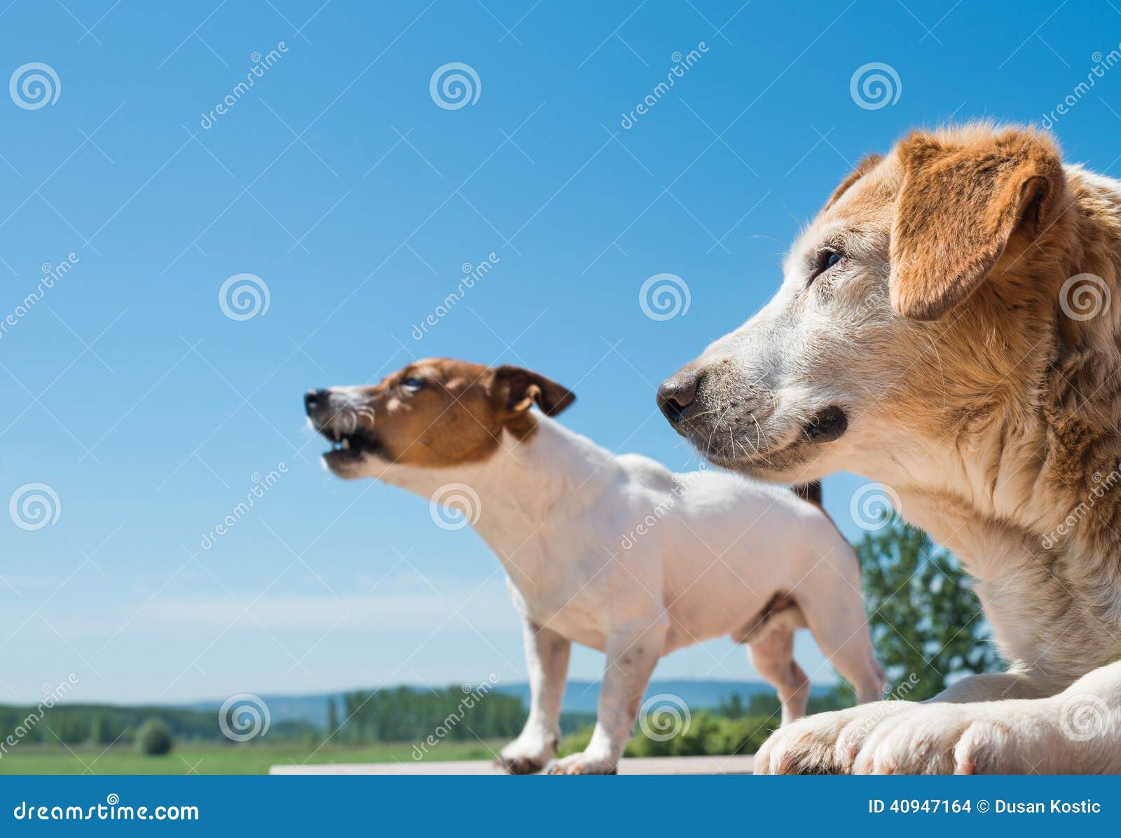 Barking dogs stock photo. Image of hunting, blue, barking - 40947164