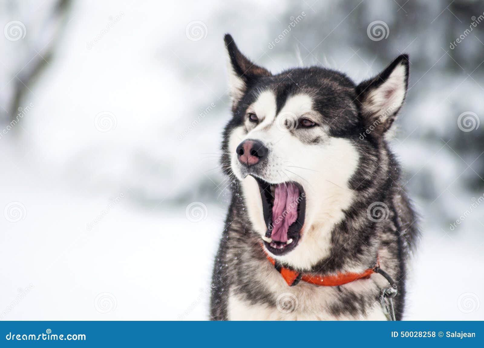 Barking Husky dog stock photo. Image of canine, head - 50028258