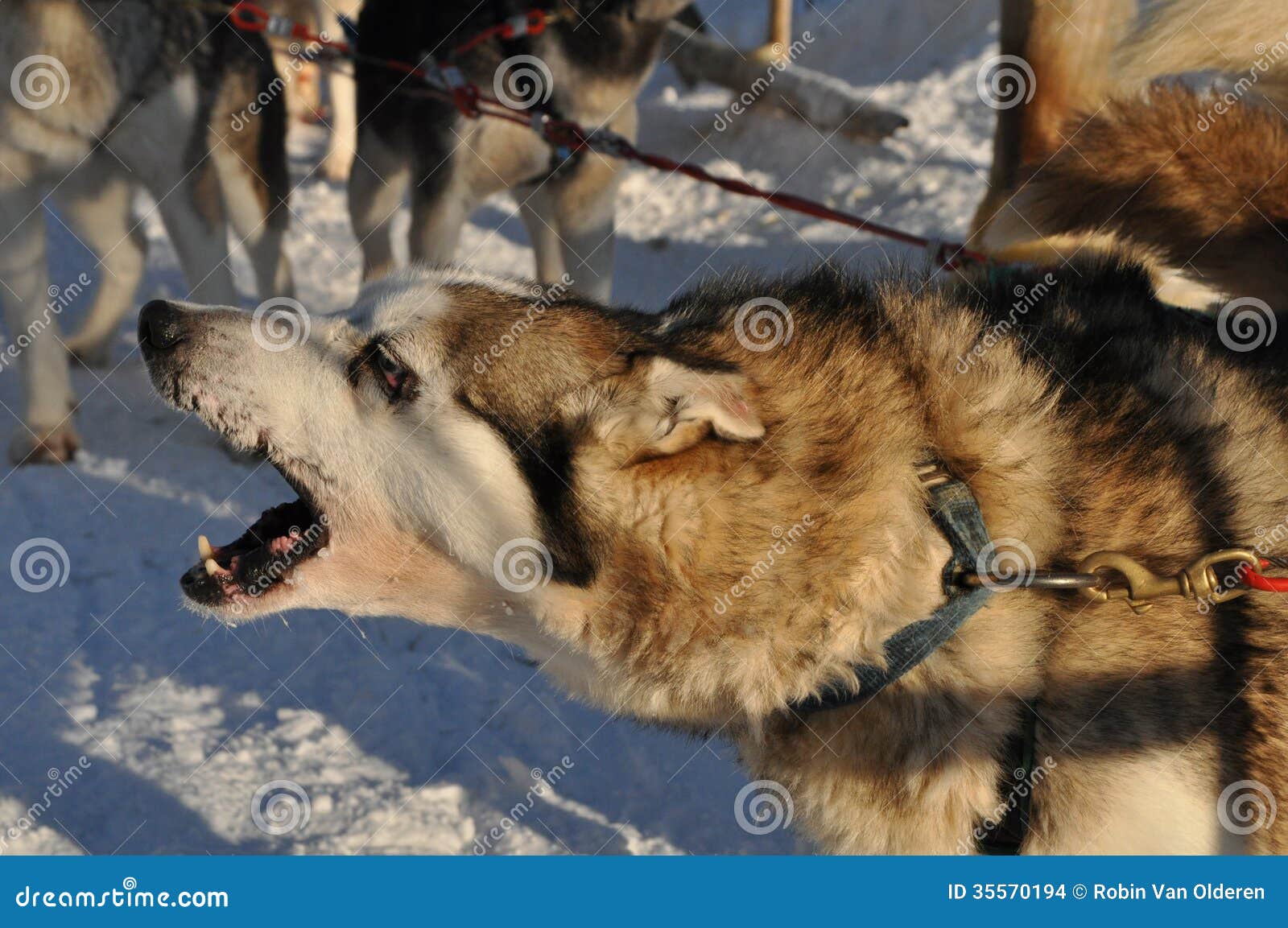 Barking Husky stock photo. Image of belt, sled, transport - 35570194