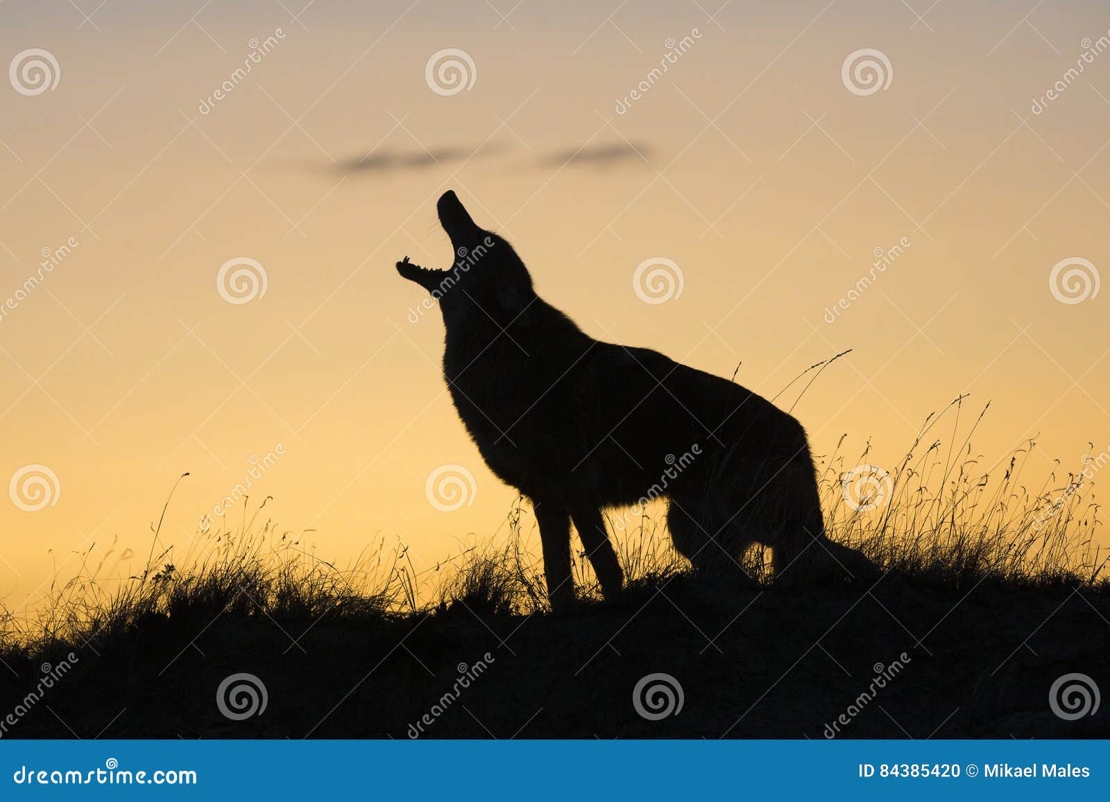 Barking at the moon stock photo. Image of coyote, pups - 84385420