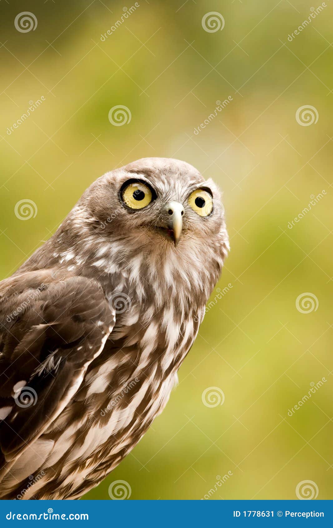 Barking Owl stock image. Image of animal, hunter, predator - 1778631