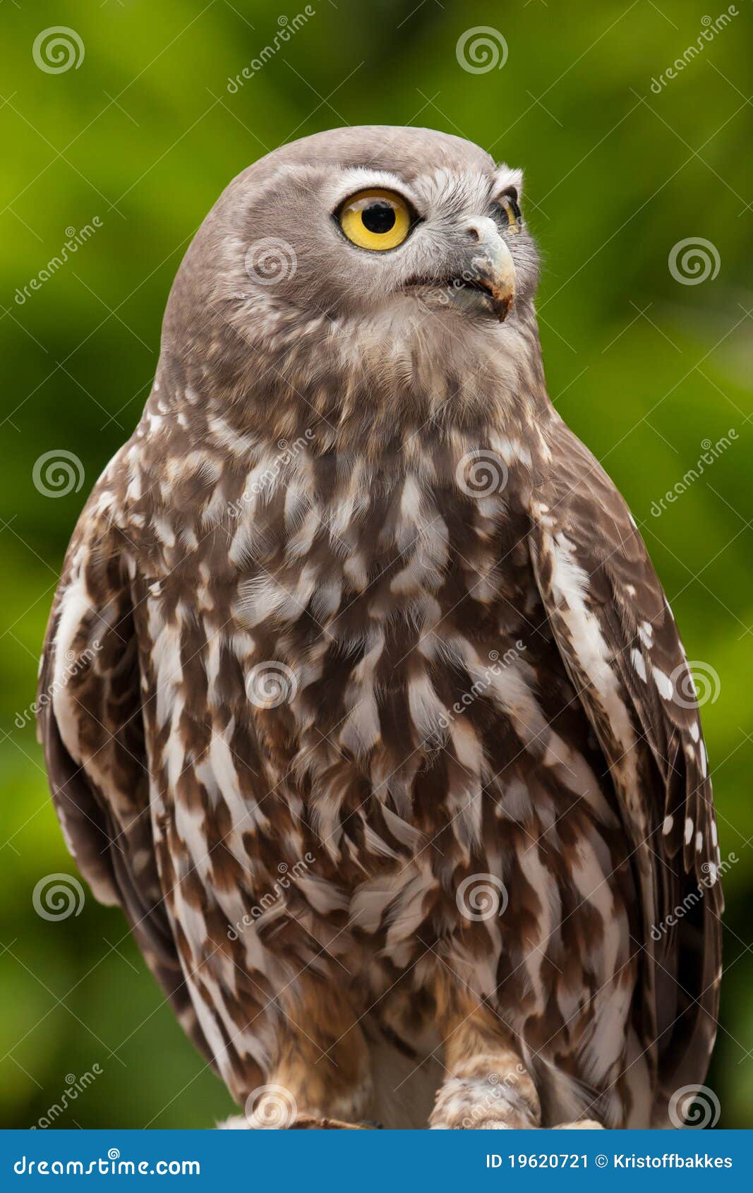 Barking Owl stock image. Image of optical, barking, captivity - 19620721