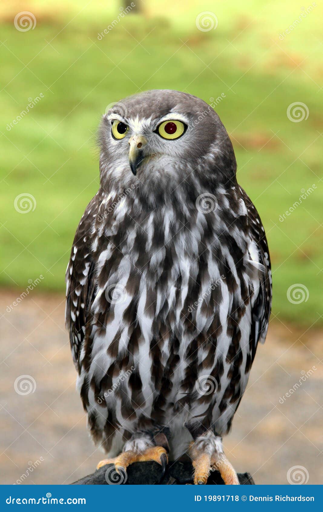 Barking Owl stock photo. Image of flight, barking, bird - 19891718