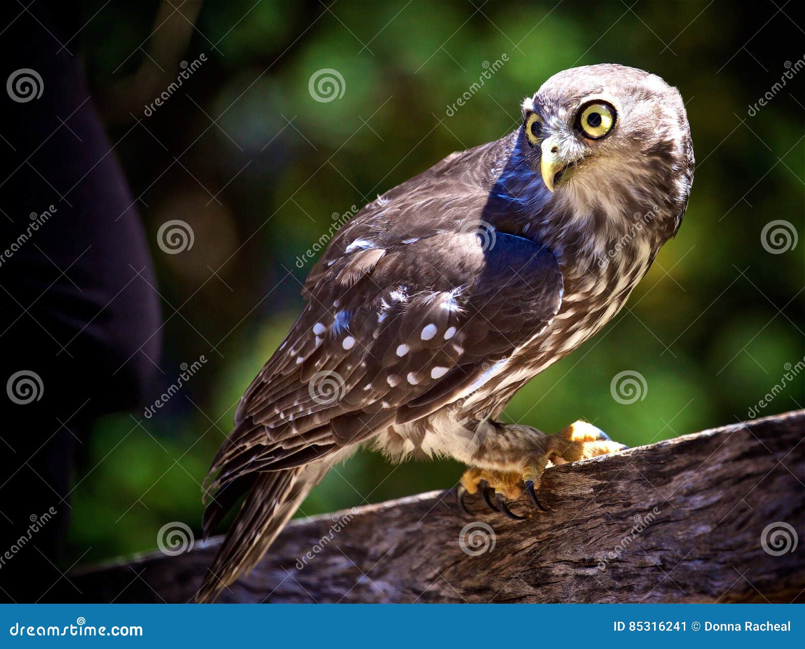 Barking owl bird stock image. Image of animals, bird - 85316241