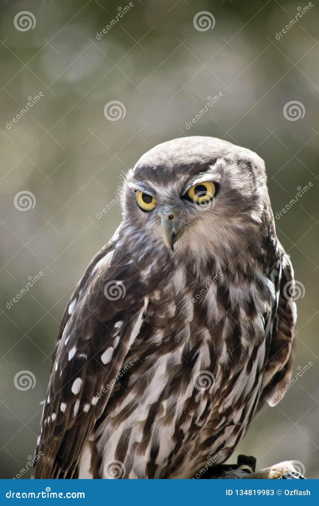 A barking owl stock image. Image of yellow, barking - 134819983