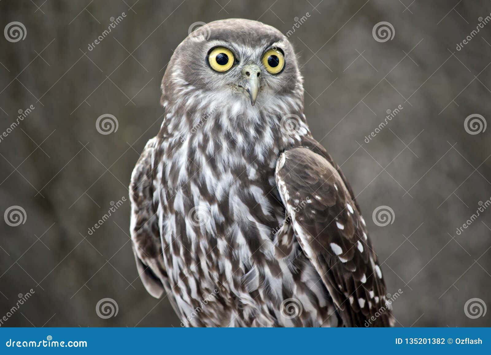 A barking owl stock photo. Image of white, nocturnal - 135201382