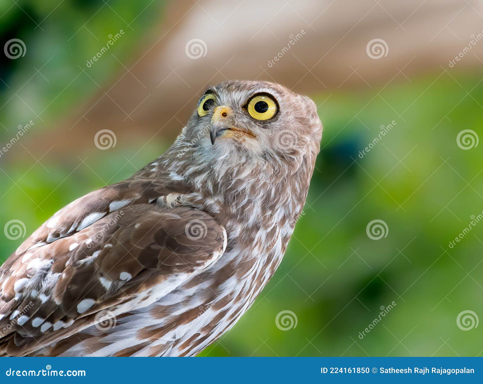 Barking Owl stock photo. Image of animal, tree, cave - 224161850