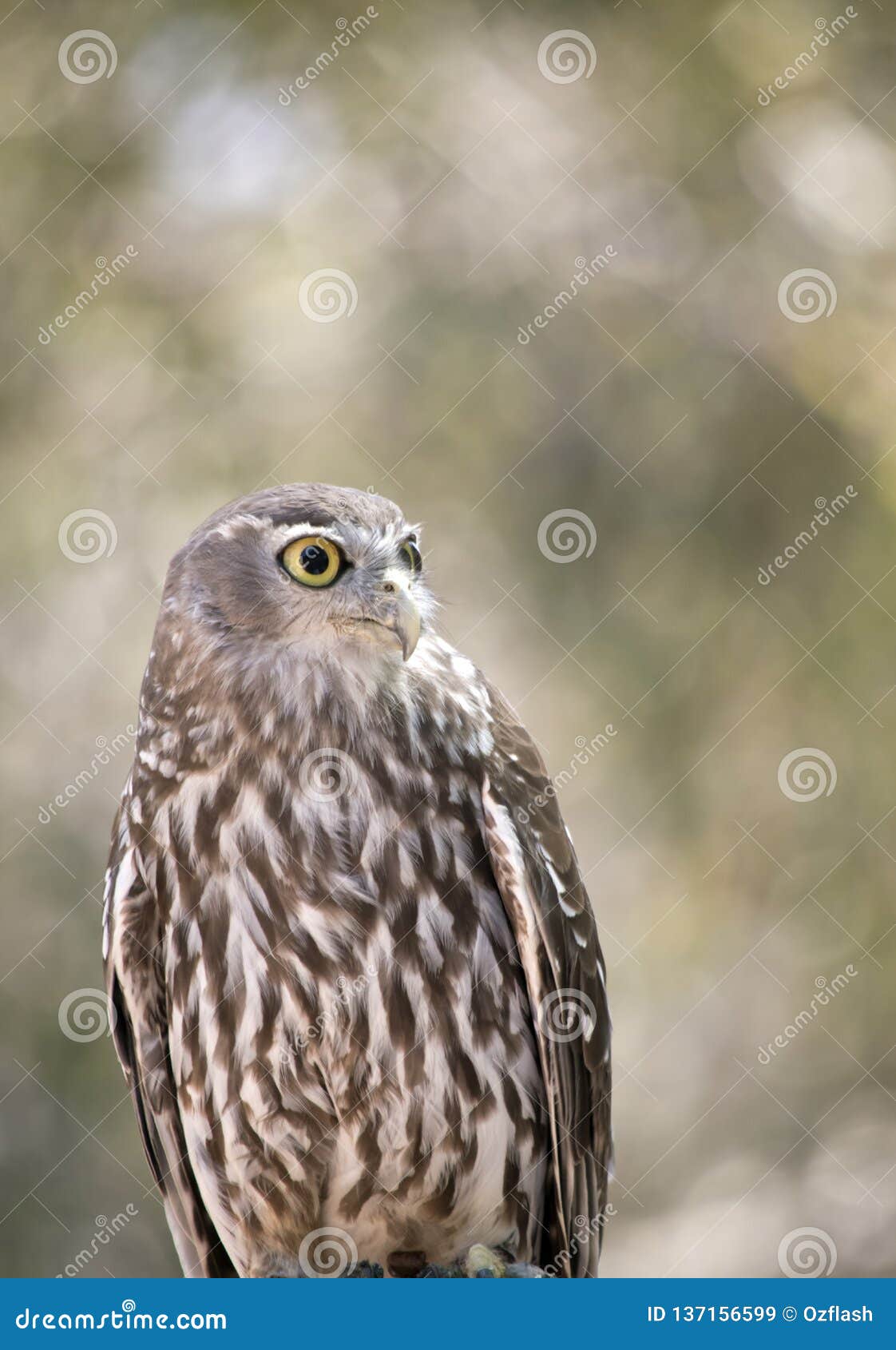 A barking owl stock image. Image of farmers, beak, mouser - 137156599